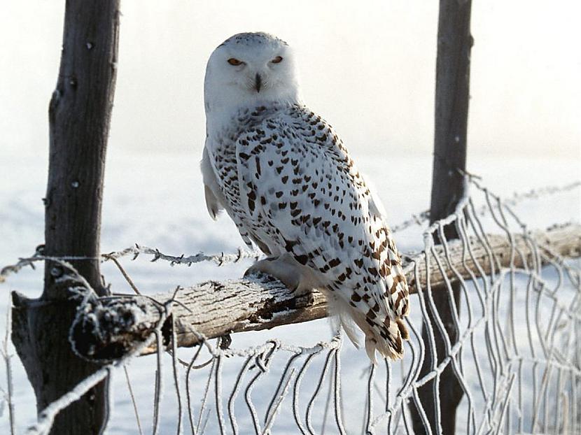 Dzīvnieki ziemā - Spoki - bildes 20